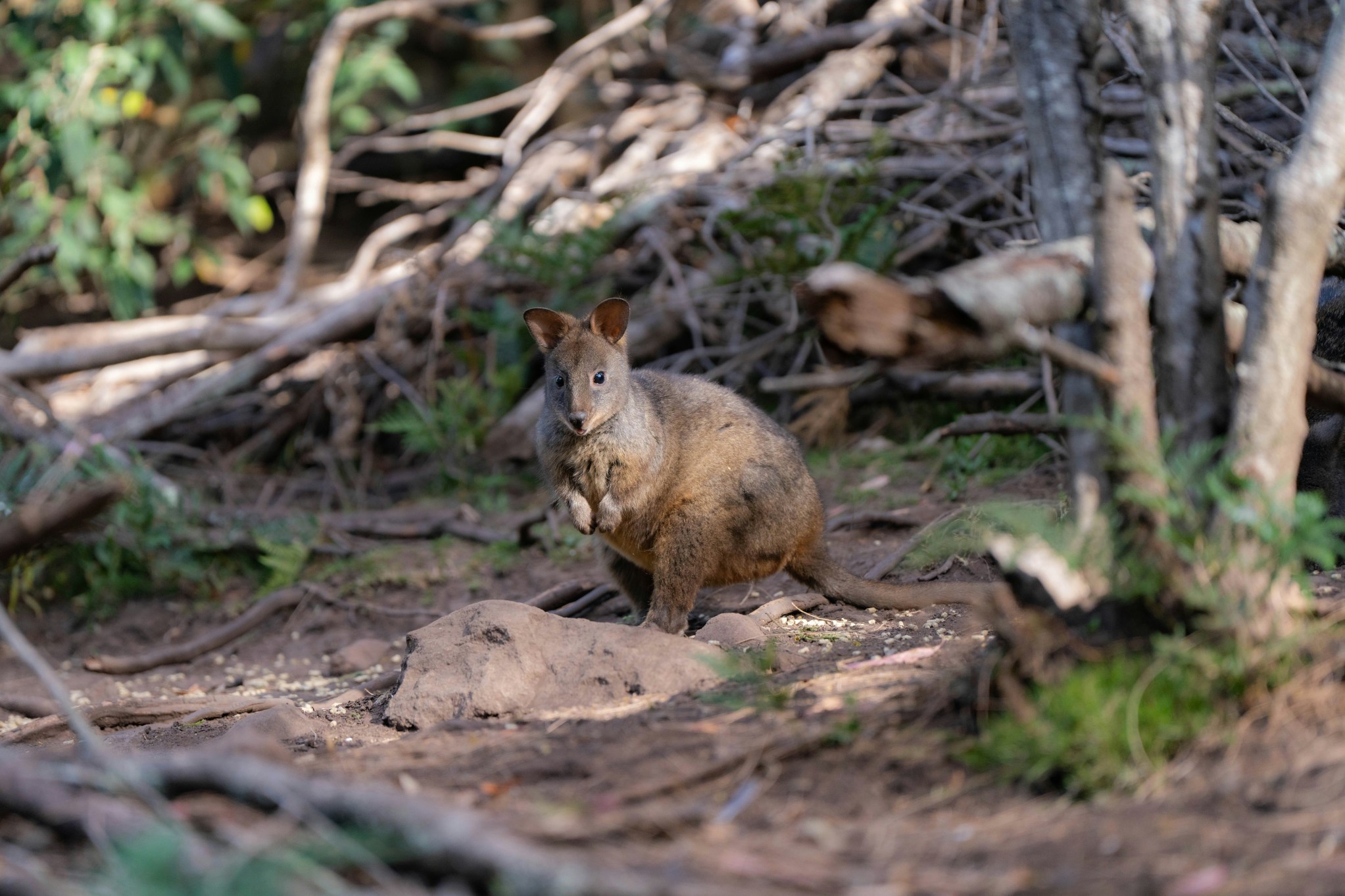 The Tasmanian Pademelon – Wild Island