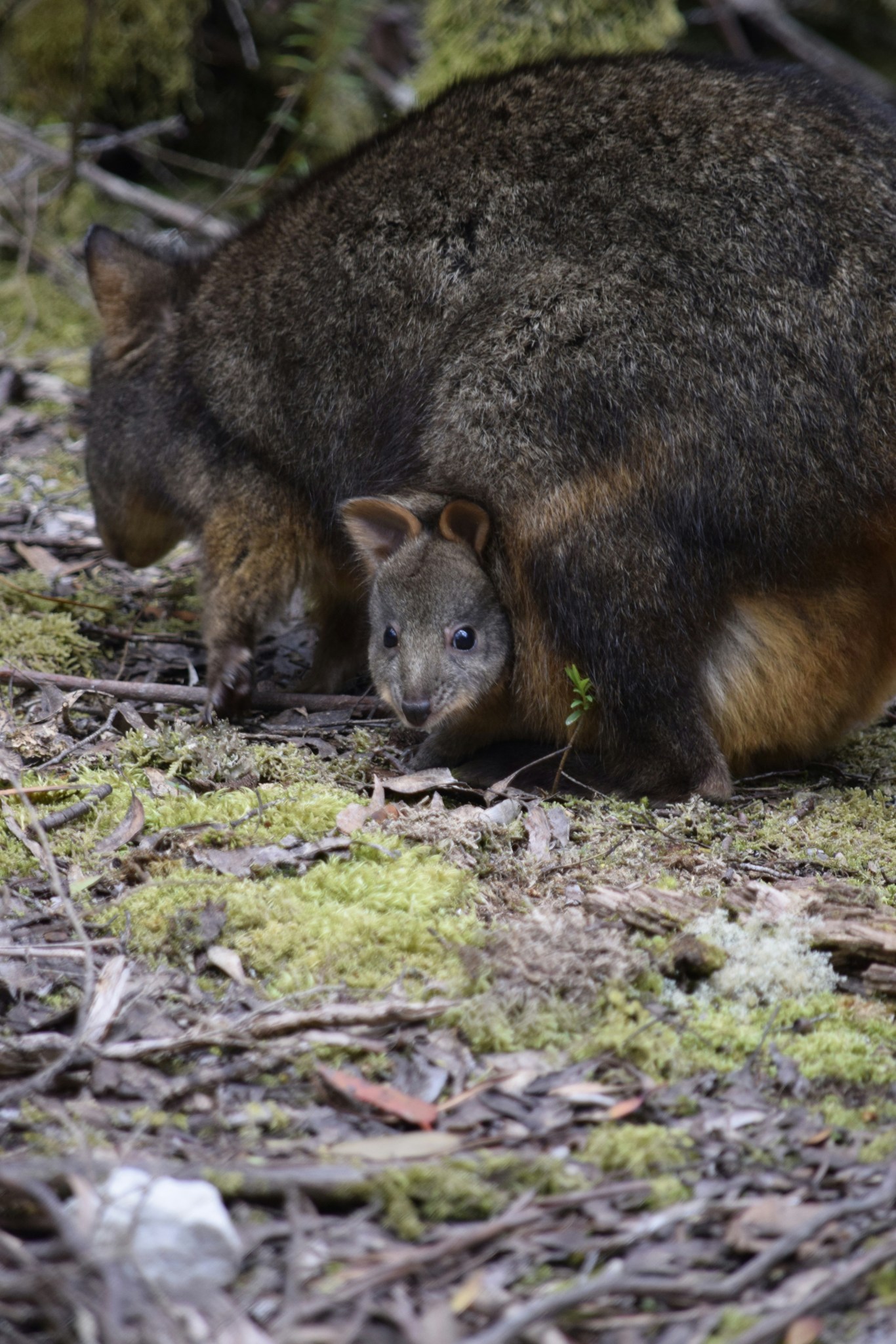 The Tasmanian Pademelon – Wild Island